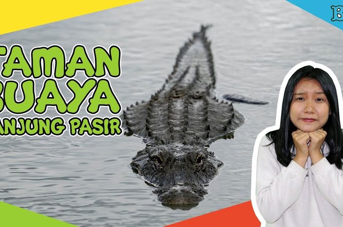 Tempat Habitat Buaya Terbesar di Dunia, Salah Satunya di Indonesia - Kids Tempat Habitat Buaya Terbesar di Dunia, Salah Satunya di Indonesia - Kids