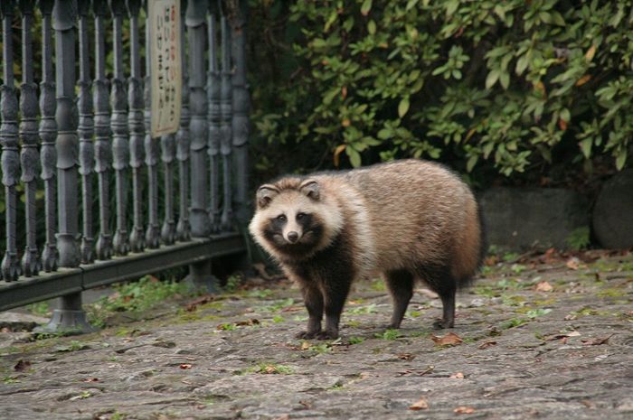 Tanuki, Anjing Rakun yang Jadi Makhluk Mitologi di Jepang - Bobo