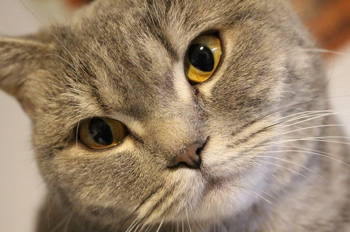 Super Cute! Ini Dia Ras Kucing Paling Menggemaskan di Dunia - Kids