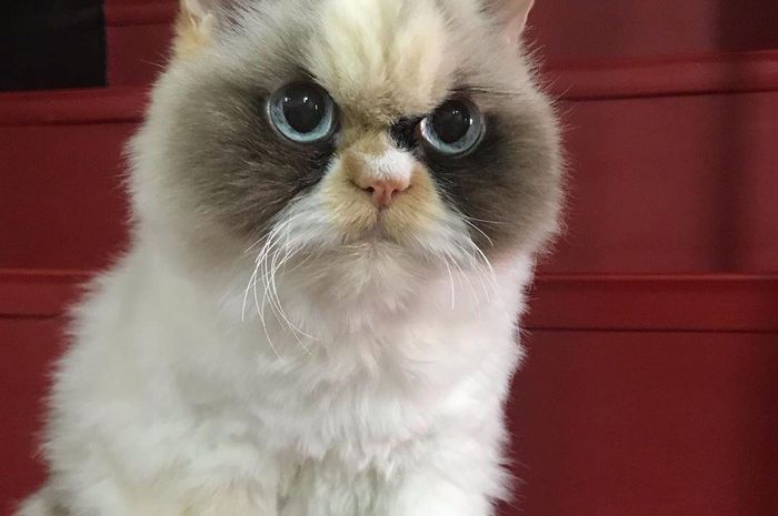 Dikatakan Jadi Penerus Grumpy Cat Karena Punya Wajah Selalu Cemberut ...