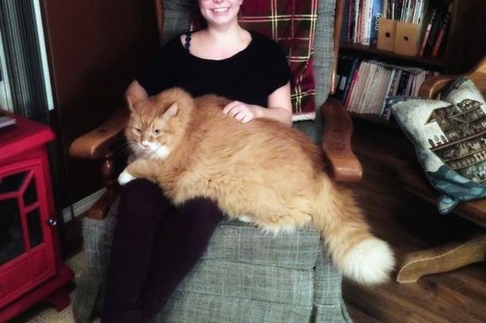 Wajib Tahu! Ini Tanda Kucing Merasa Bahagia dan Nyaman dengan ...