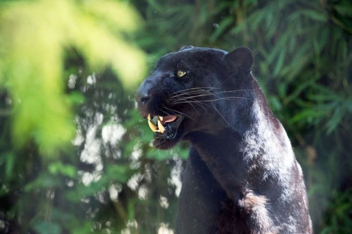 Black Panther yang Langka Kembali Ditemukan di Sri Lanka - National ...