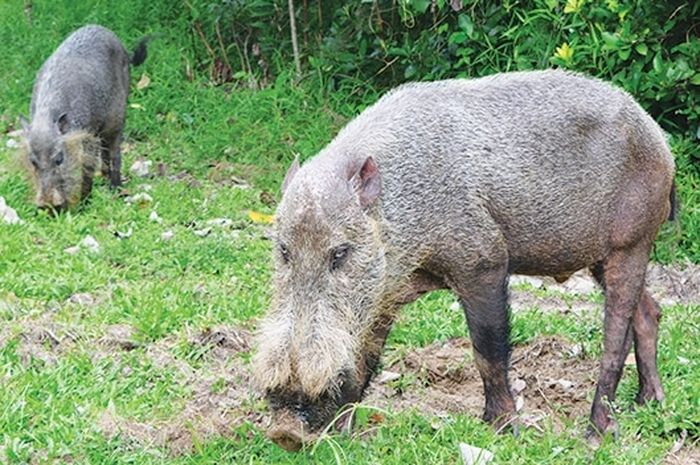 Mengenal Babi Berjanggut di Riau yang Kini Berstatus Terancam Punah - National Geographic