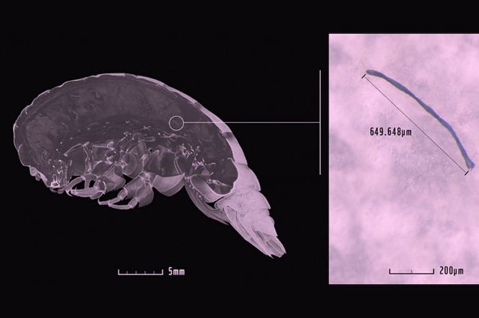 Mengenal Palung Laut: Ciri-Ciri dan 7 Palung Terdalam di Dunia - Kids