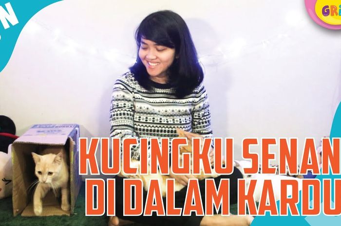 Kucingmu Suka Tinggal di Dalam Kardus? Ternyata Ini Alasannya - Kids Kucingmu Suka Tinggal di Dalam Kardus? Ternyata Ini Alasannya - Kids