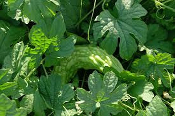 Tidak Hanya Parenya, Daunnya pun Memberikan Manfaat Kesehatan, Salah ...