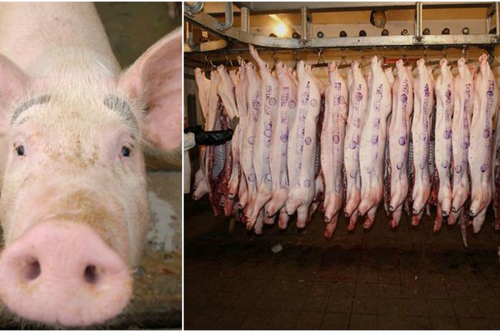 Ciptakan 'Babi Super' Sebesar Mungkin yang Kebal Penyakit dan Lebih ...