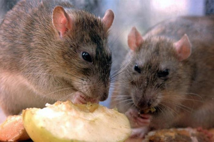 Melawan Kodrat Tuhan, China Diam-Diam Lakukan Penelitian Tidak Nalar ...