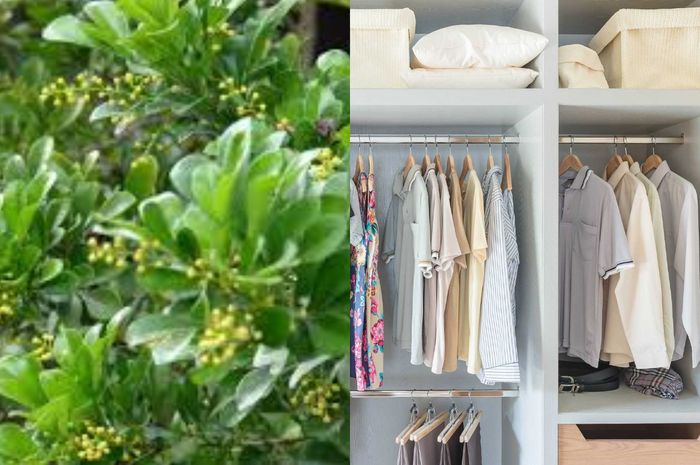 Manfaat Daun Pacar Cina untuk Parfum Karena Bunganya Berbau Wangi Namun ...