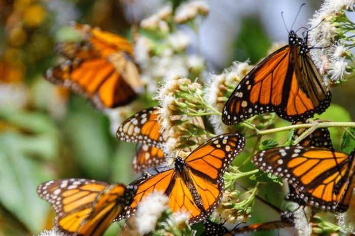 Tahapan Daur Hidup Kupu-Kupu: Bertelur, Ulat, Kupu-Kupu, Materi 3 SD - Kids