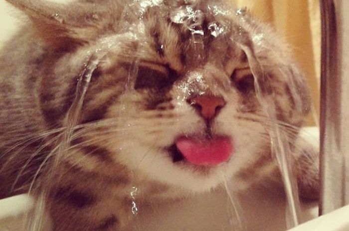 Biasanya Takut dengan Air, Kucing-Kucing Ini Justru Senang Mandi ...