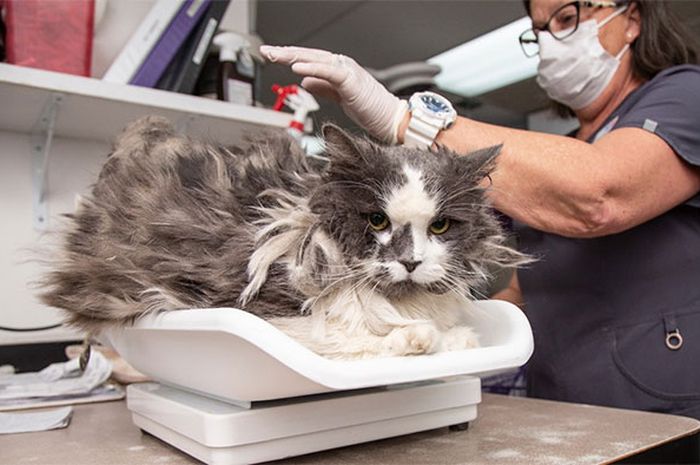 Waspada, Ini Akibatnya Kalau Kucing Terus-terusan Dikurung dalam ...