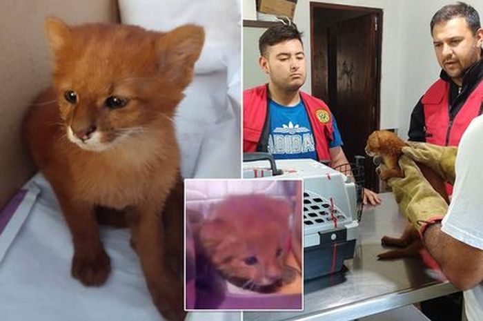 Lagi, Cowok Argentina Nemuin Kucing Lucu dan Ternyata Spesies Lain - Hai