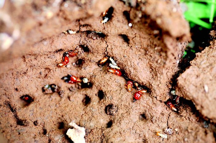 Sukses Kendalikan Rayap, Ini Keuntungan dan Manfaat yang Didapat - iDEA