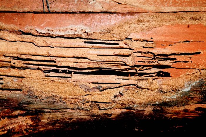 Kenali 3 Jenis Rayap dari Keberadaannya, Cegah Serangannya dengan ...