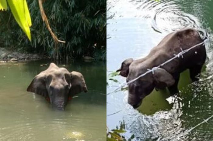 Numpang Cari Makan ke Pemukiman Penduduk, Seekor Gajah Hamil yang ...