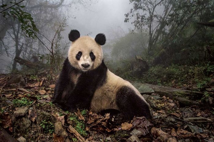Panda Tiongkok - National Geographic