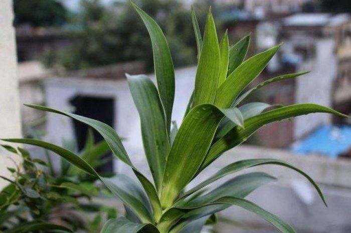 Tak Kalah Mujarab dari Obat Herbal Lainnya, Minum Air Rebusan Daun Suji ...