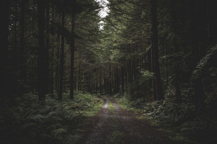 Ternyata Ini Penyebab Luas Hutan di Indonesia Semakin Menurun Setiap ...
