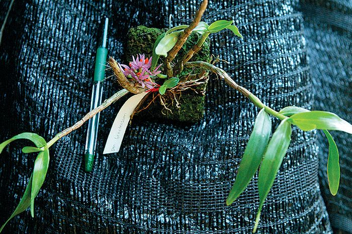 Mengenal Anggrek Mini, Ukurannya Hanya Sebesar Pulpen dan Mudah ...