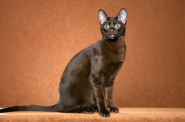 Cat Lovers, Ini 5 Fakta Tentang Ekor Kucing yang Wajib Kalian Tahu - Hai