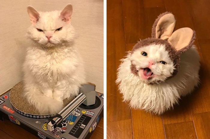 Viral Karena Wajahnya yang Enggak Ramah, Kucing Pemarah Ini Justru ...