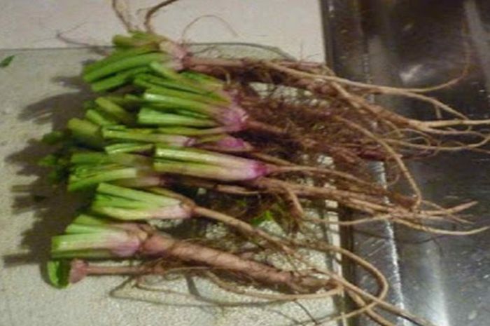 Manfaat Minum Akar Bayam untuk Wanita, Jangan Heran Miss V Jadi Begini ...