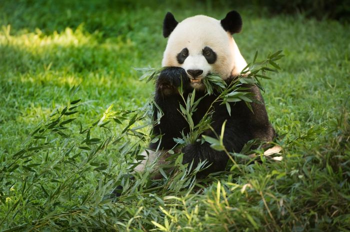 Panda Raksasa Mei Xiang Melahirkan Di Kebun Binatang Nasional ...