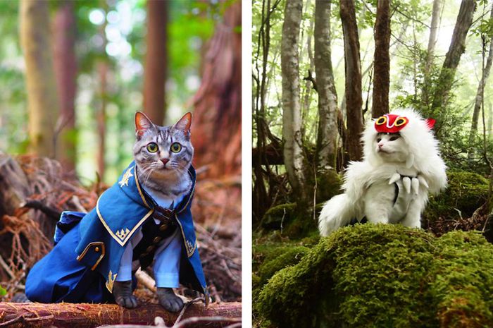 Kreatif dan Bikin Gemas! Begini Kerennya Kucing yang Bertransformasi ...