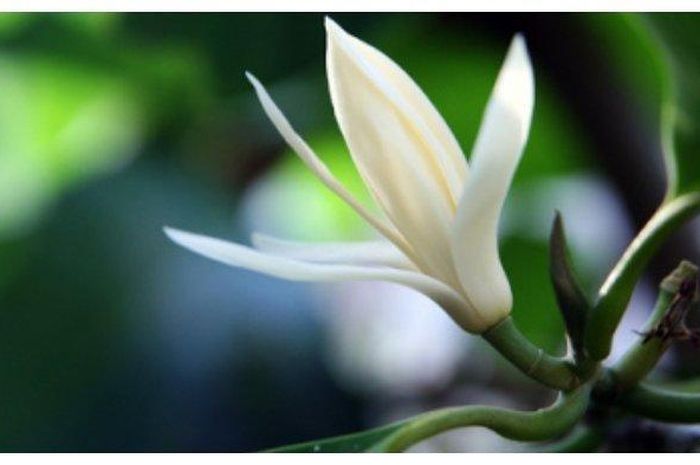 khasiat bunga gading putih - Alan Alsop