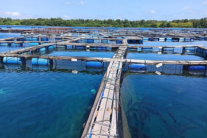 Apa Saja Tahapan-Tahapan Sampling Ikan Laut? Materi Belajar dari Rumah ...