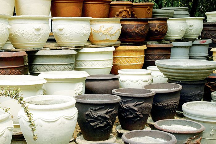 Jangan Asal, Proses Penanaman di Pot Ada Triknya! Begini Caranya - iDEA