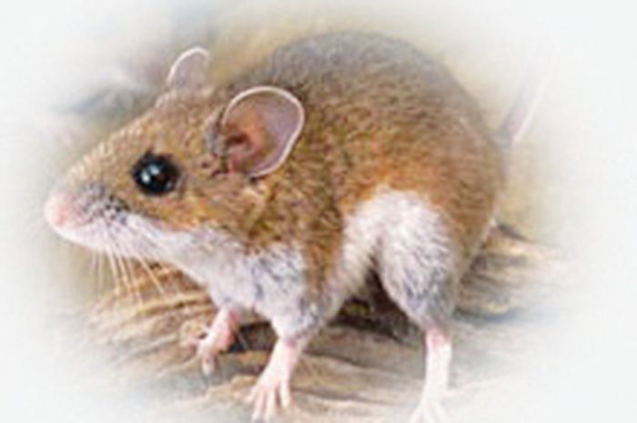 4 Cara Mencegah dan Mengusir Tikus dari Rumah, Mana Paling Efektif? - iDEA