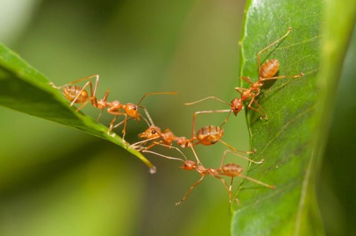 Ide Keratif Seputar Taman, Tips Basmi Rumput Liar, Usir Ulat dan Semut ...