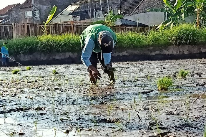 Tanam Padi Model Dam, Cara Efisien dan Kekinian untuk Bantu ...