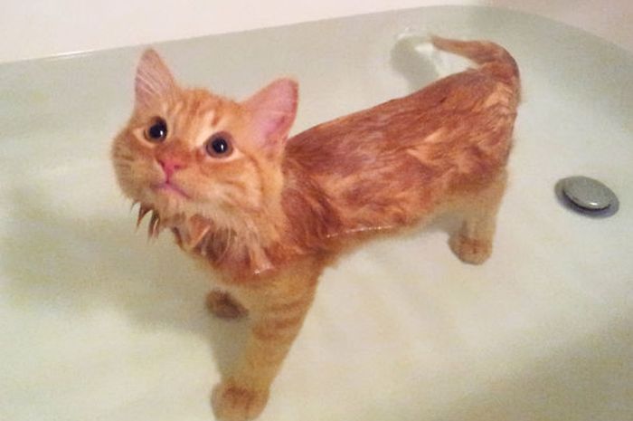 Enggak Takut Air, Kucing Ini Justru Senang Mandi Berendam Bersama ...