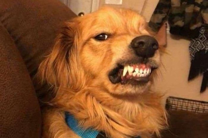 BERITA POPULER: Anjing yang Punya 'Senyum' Seram tapi Ternyata Manja ...