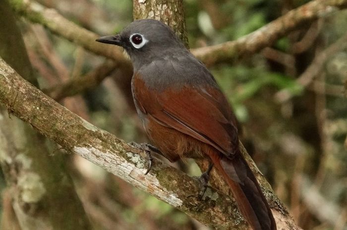Eksploitasi Perdagangan Satwa Sebabkan Populasi Poksai Mantel Langka ...