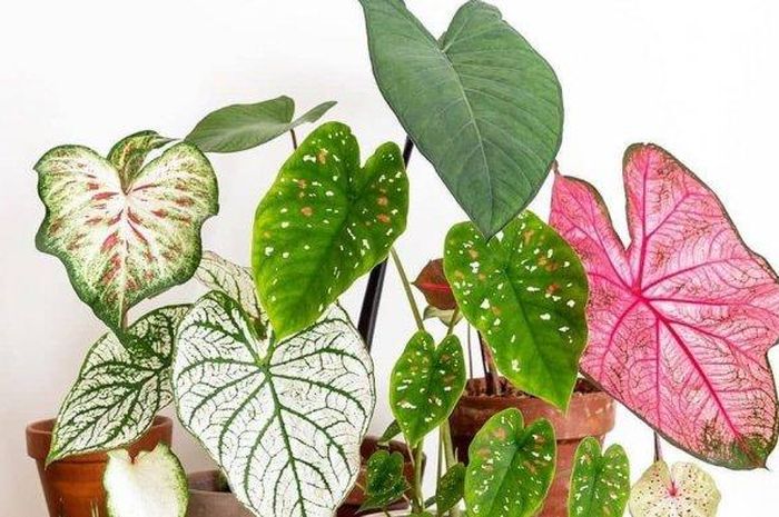 Yuk Ketahui 5 Cara Tepat Merawat Tanaman Keladi yang Hits Saat Ini ...