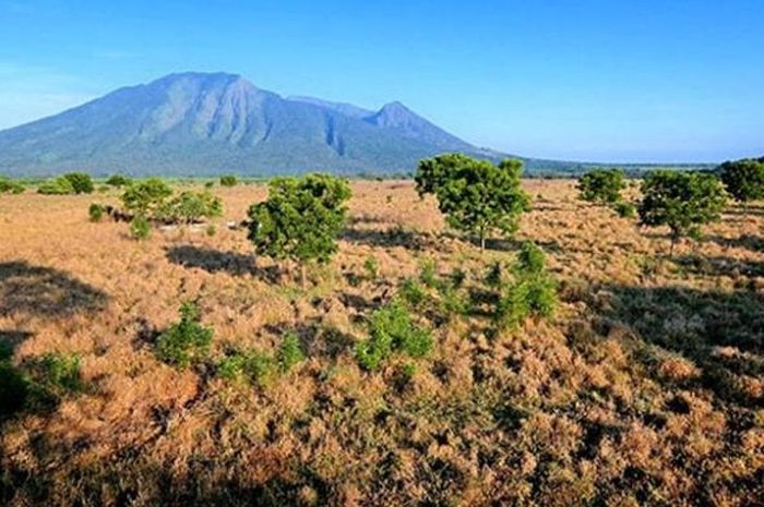 4 Fakta Unik Taman Nasional Baluran, ‘Africa van Java’ yang Punya ...