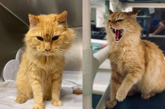 Setahun Berpisah, Akhirnya Kucing Berwajah Cemberut Ini Bertemu Kembali ...