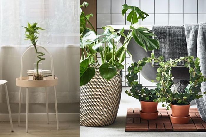 Bebaskan Momen Lebaran dari Asap Rokok, Ini 5 List Tanaman yang Dapat ...