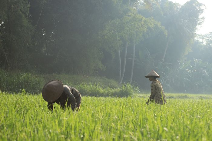 Bikin Petani Khawatir, 5 Hewan Ini Bisa Jadi Hama dan Sering Membuat ...