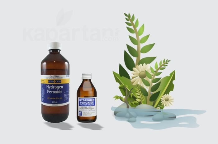 Khasiat Hidrogen Peroksida untuk Pembersih Rumah dan Obat Busuk Akar - iDEA