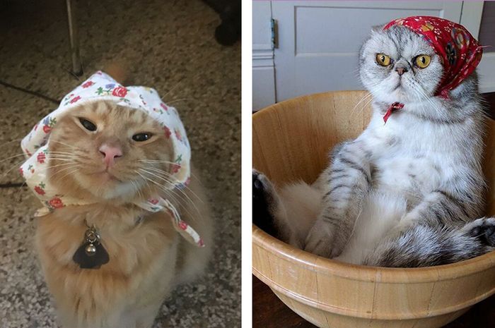 Jadi Mirip Boneka, Begini 10 Potret Menggemaskan Kucing yang Kenakan ...