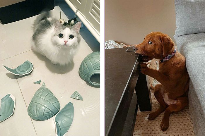 Tertangkap Basah Merusak Barang Pemiliknya, 10 Hewan Peliharaan ...