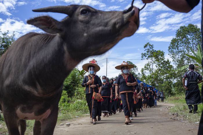 Mengikuti Ritual Rambu Solo di Mamasa, Apa Bedanya dengan di Toraja ...