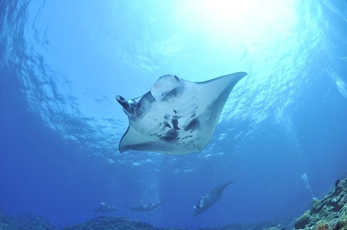 Menjadi Spesies Laut Paling Berbahaya, Ini 5 Jenis Biota Laut yang ... Menjadi Spesies Laut Paling Berbahaya, Ini 5 Jenis Biota Laut yang ...