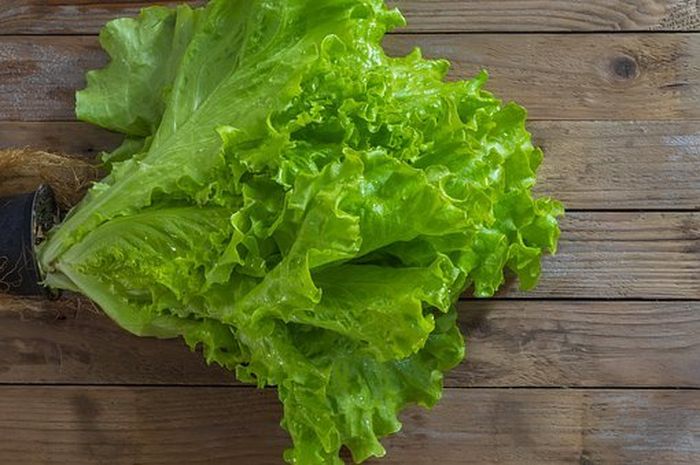 Sering Ada di Pecel Lele, STOP Makan Selada Berlebihan Kalau Tak Mau ...