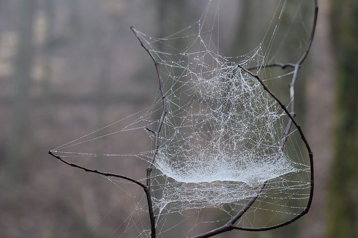 Tips Bersihkan Sarang Laba-laba di Rumah, Ini Tandanya jika Berbahaya ...